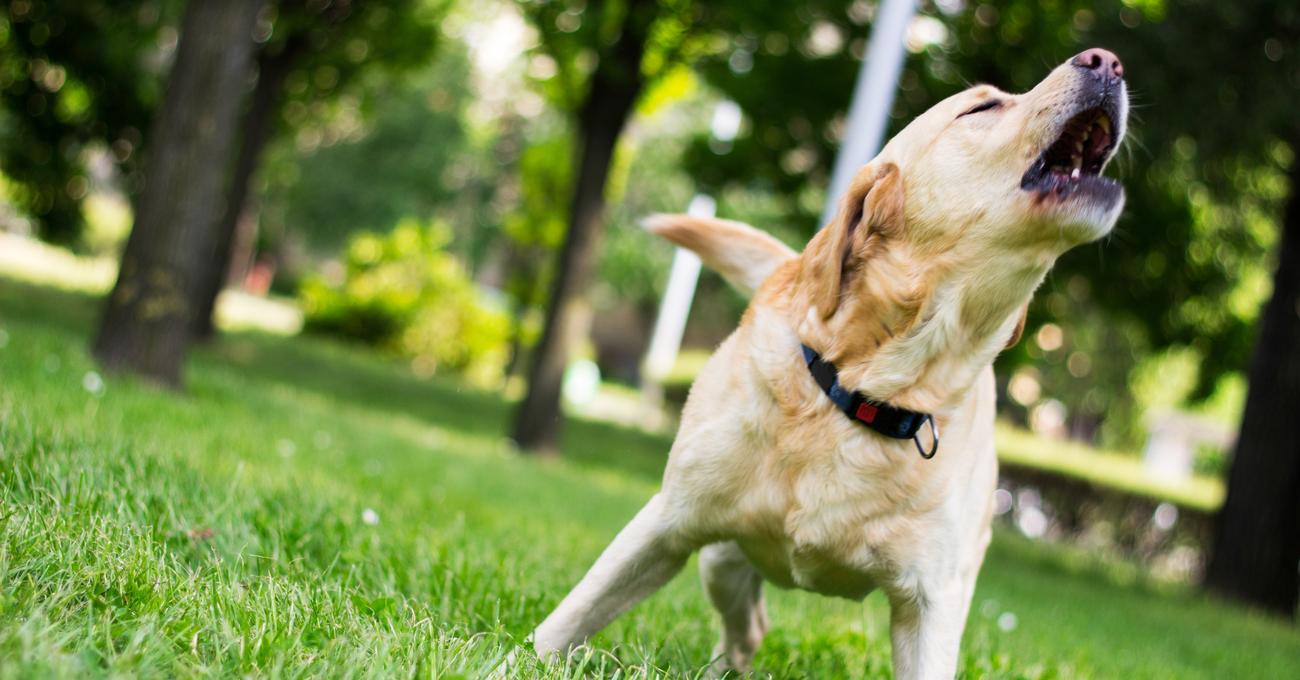 How Do I Get My Lab To Calm Down A Comprehensive Guide