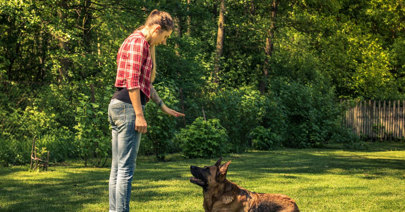 Train & Teach Dog The Down Command | Everything Labradors