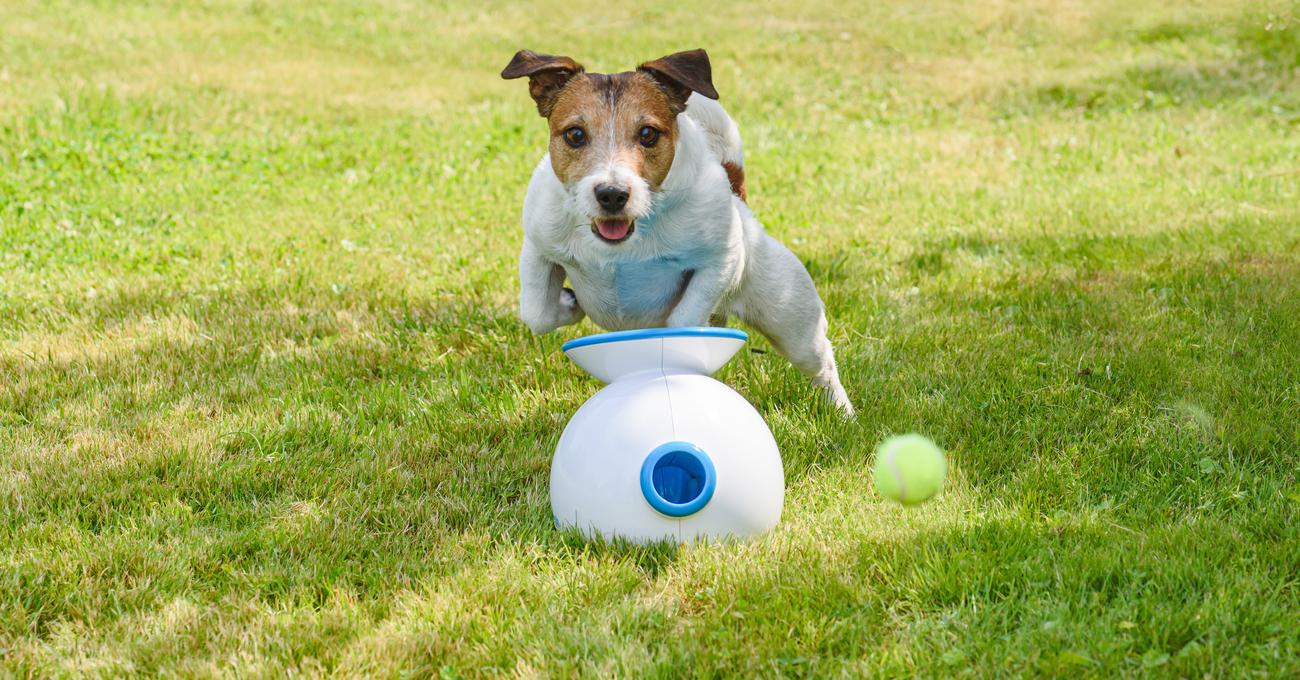 Best Automatic Ball Launchers For Dogs | Everything Labradors