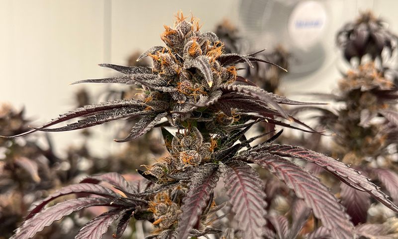 Flowering Rooms for Medical Marijuana | River Remedy