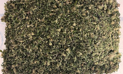 Bucking & Trimming Medical Marijuana | River Remedy