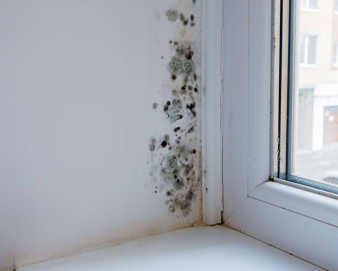 Identify and prevent damp, mould and condensation in your property ...