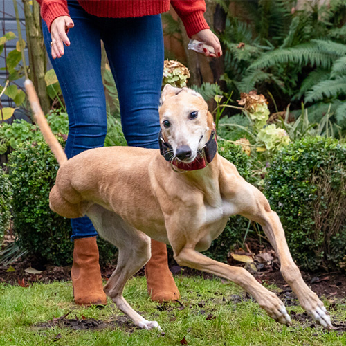 SOUND Veterinary Rehabilitation Center | Seattle Pet Rehab