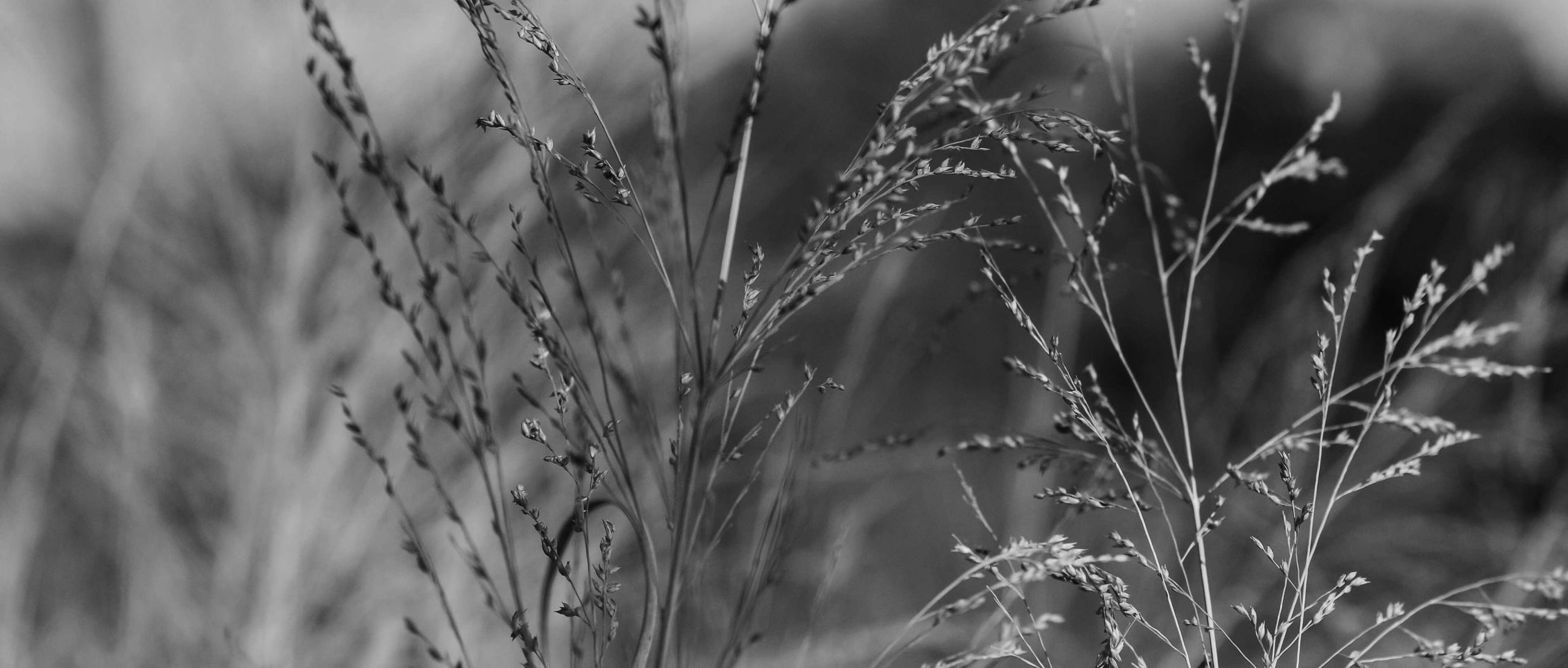 Meet Dr. Svetlana Usherenko and Dr. Vladimir Melnikov | Windsong Dental ...