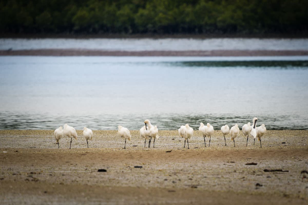 Sections for Sale on Pararēkau Island, Karaka, Auckland