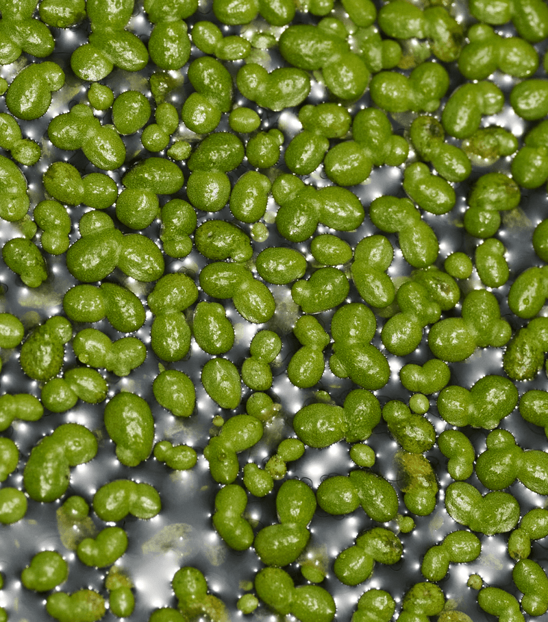 Plantible Foods - Better farms, better foods