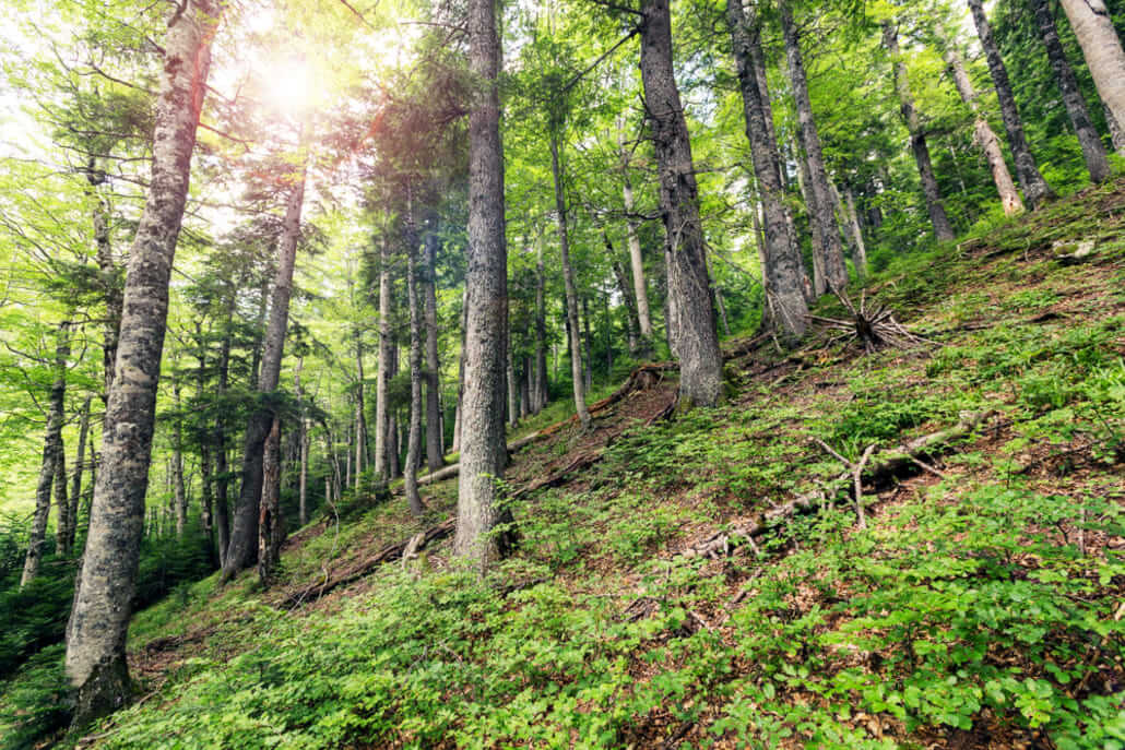 Día Mundial del Bosque: Los bosques mágicos más bonitos del mundo
