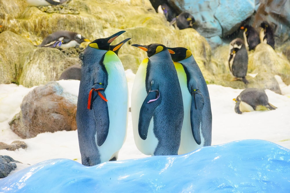 What to see in Tenerife in 5 days with children