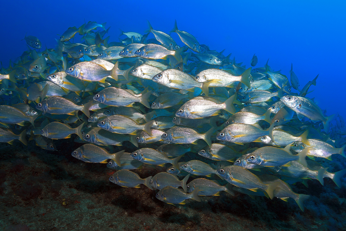 El buceo en Canarias: La isla de El Hierro