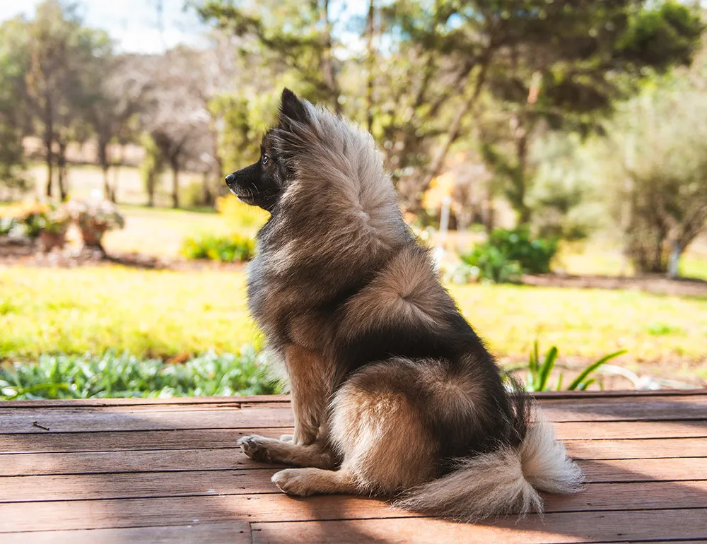 About Us - Adelaide Klee Kai Spitz | Toy Alaskan Klee Kai, Spitzskies ...