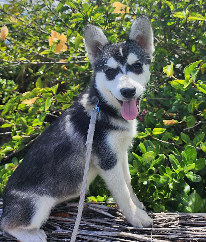 Adelaide Klee Kai Spitz | Toy Alaskan Klee Kai, Spitzskies & Pomskies