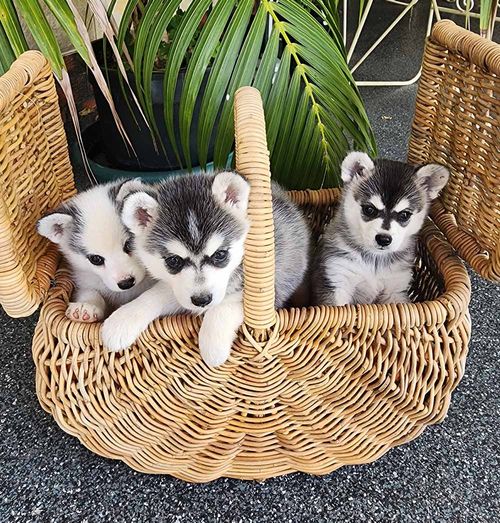 Available Dogs & Pups - Adelaide Klee Kai Spitz | Toy Alaskan Klee Kai ...