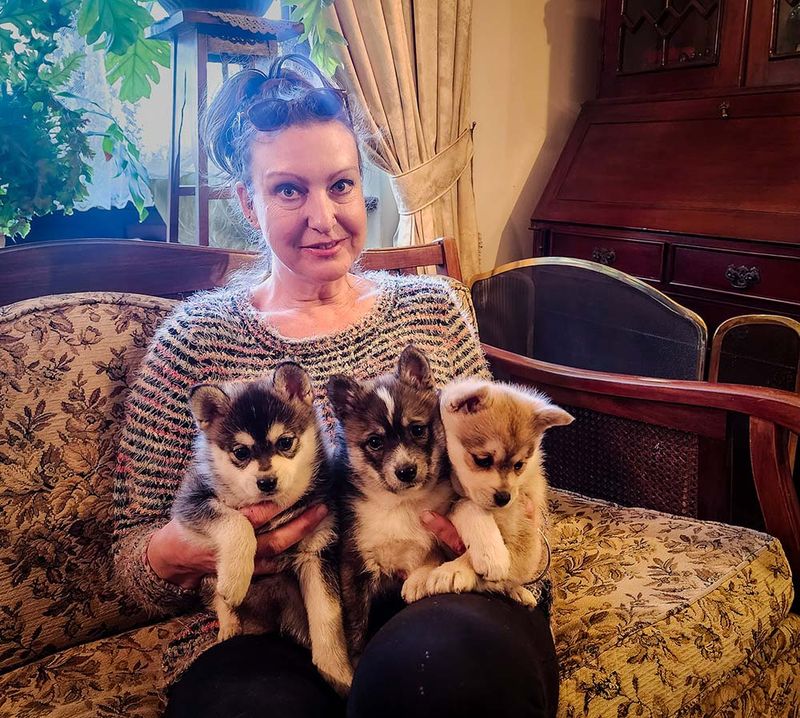 About Us - Adelaide Klee Kai Spitz | Toy Alaskan Klee Kai, Spitzskies ...