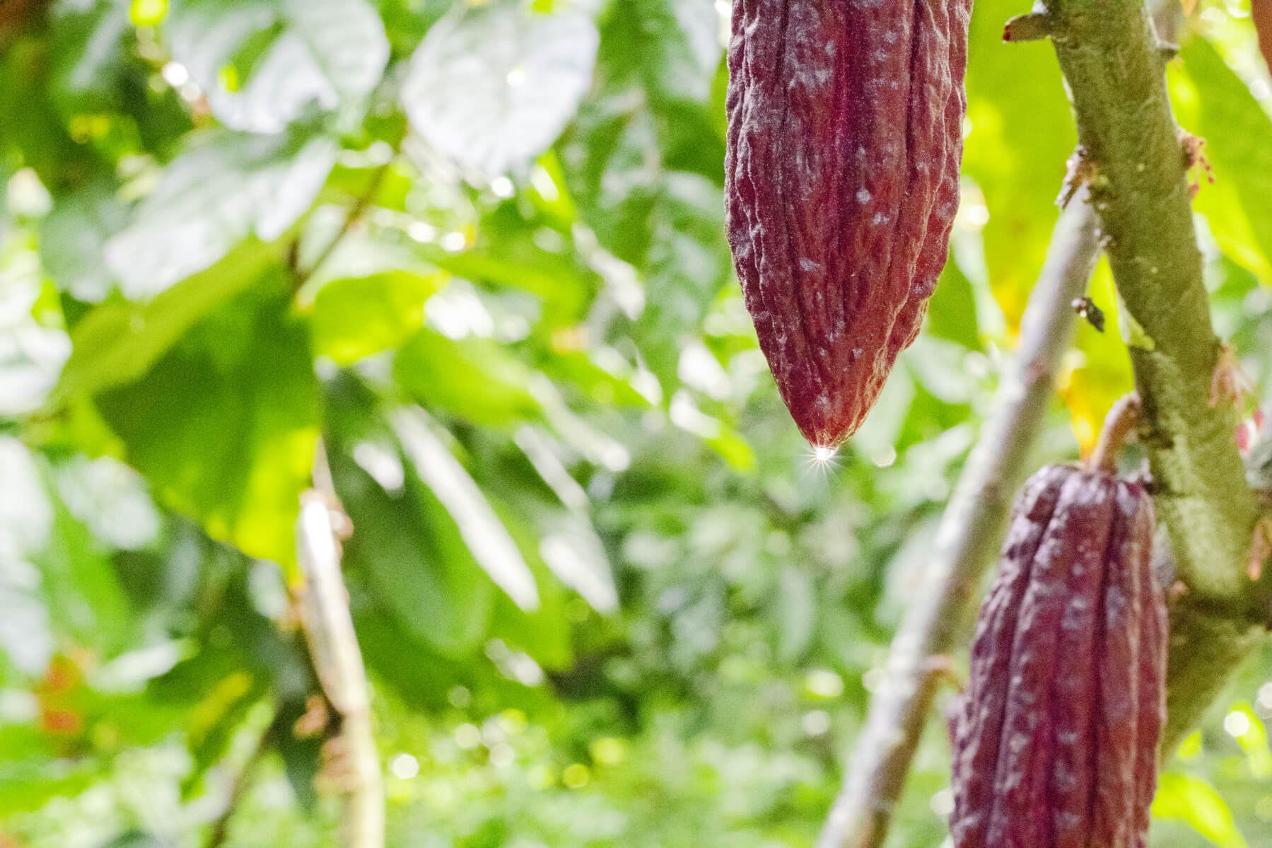 Blue Harvest - Cacao