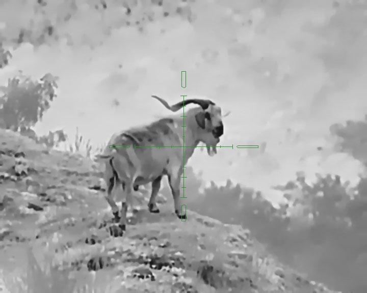 Hunting
