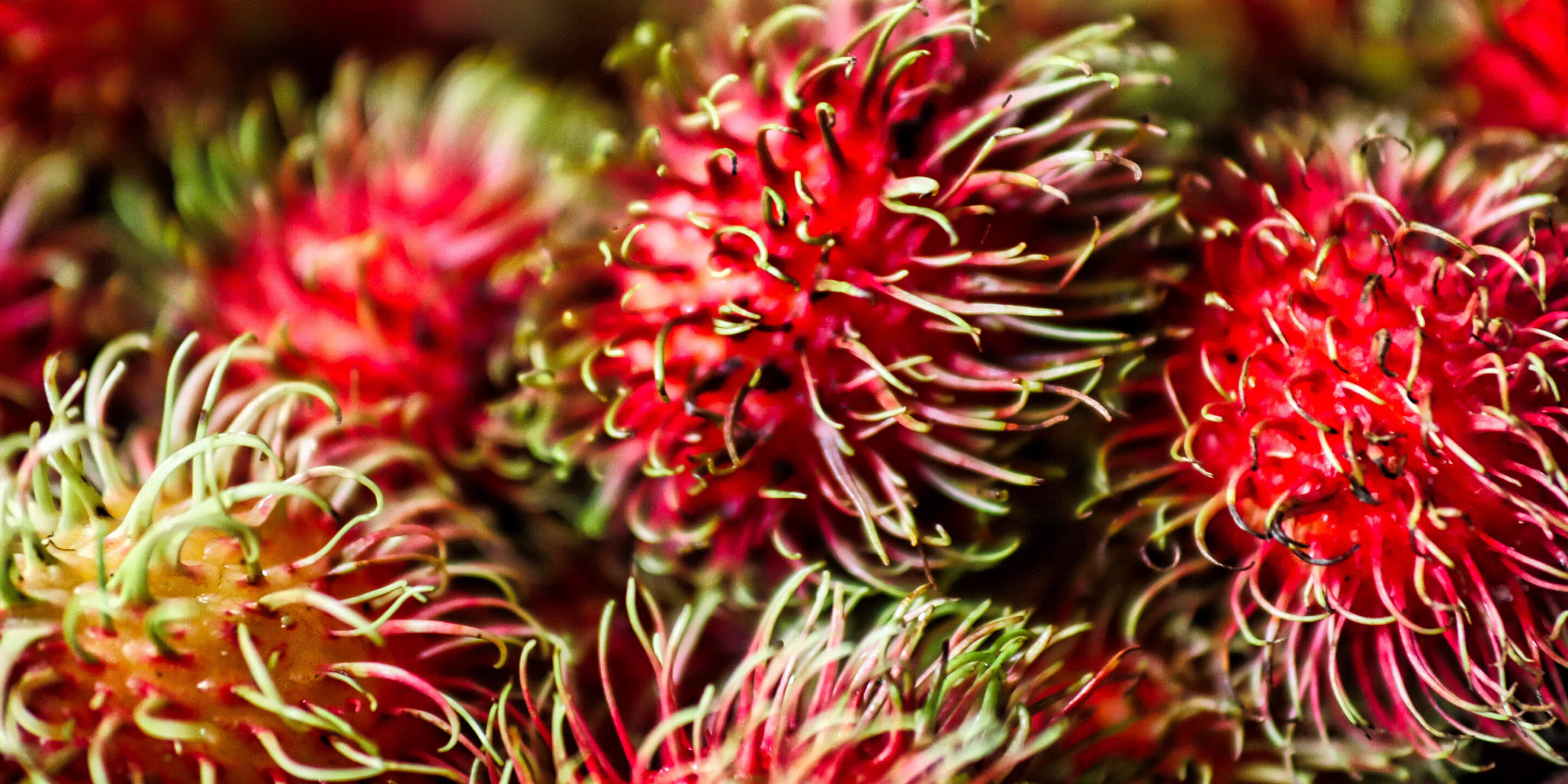 Rambutans at Hazel Technologies