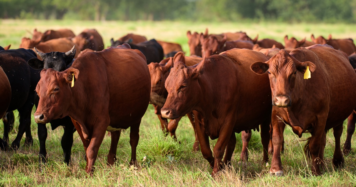 Market Report - Aberdeen Livestock Sales Co.