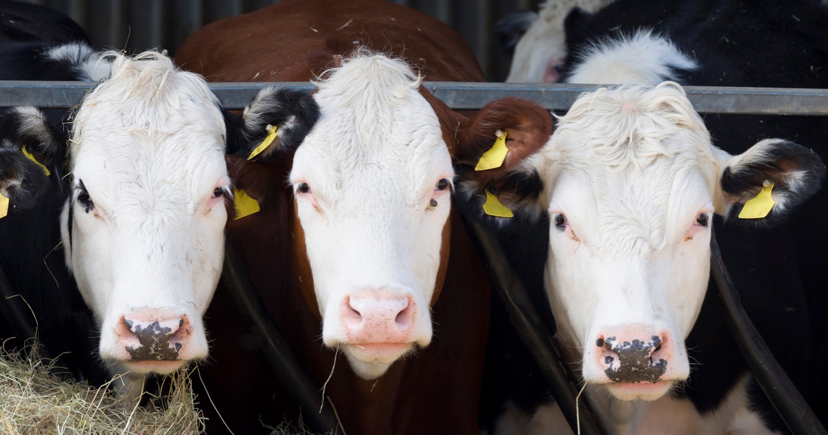 Resources - Aberdeen Livestock Sales Co.