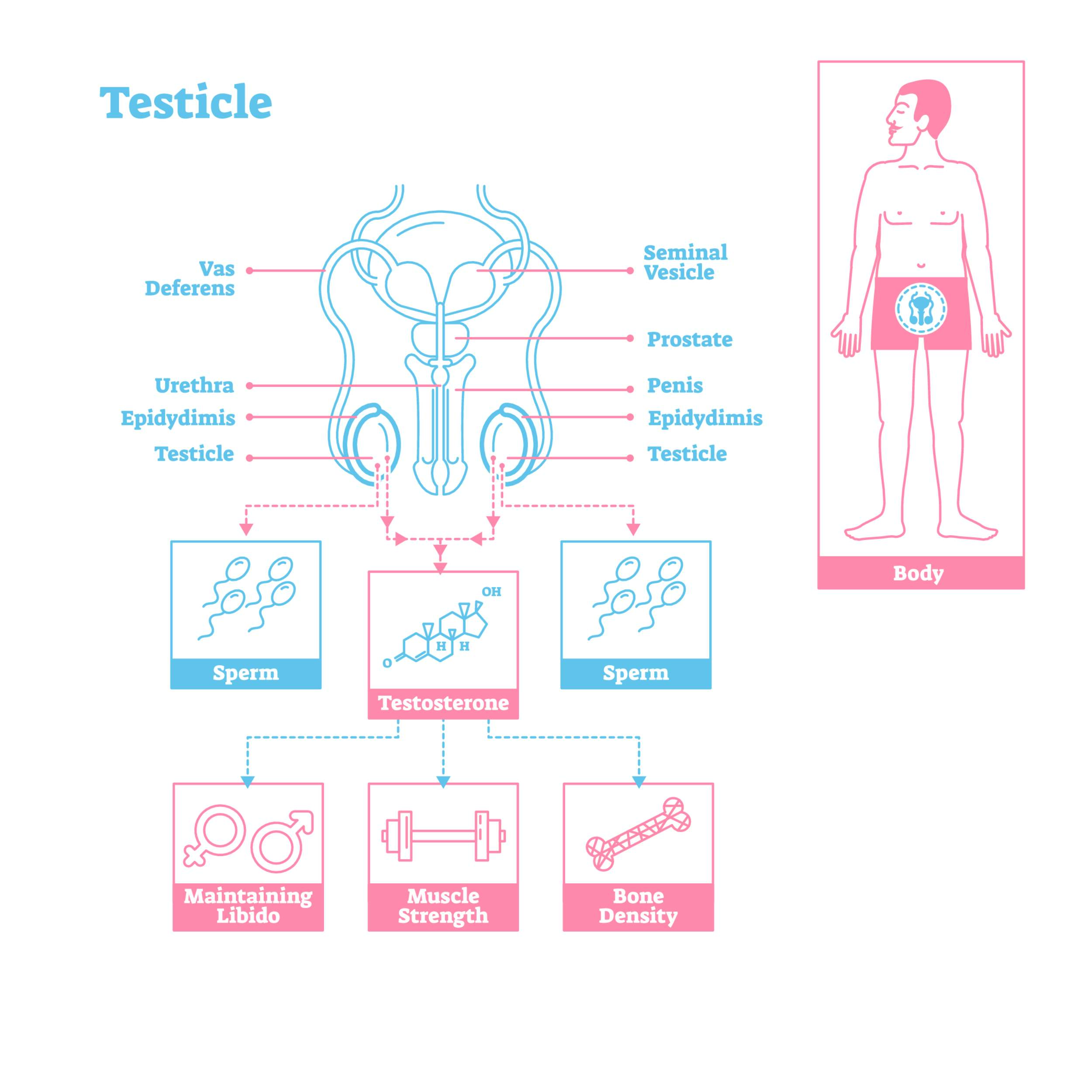 The Sperm Production Cycle | Fertilitywise