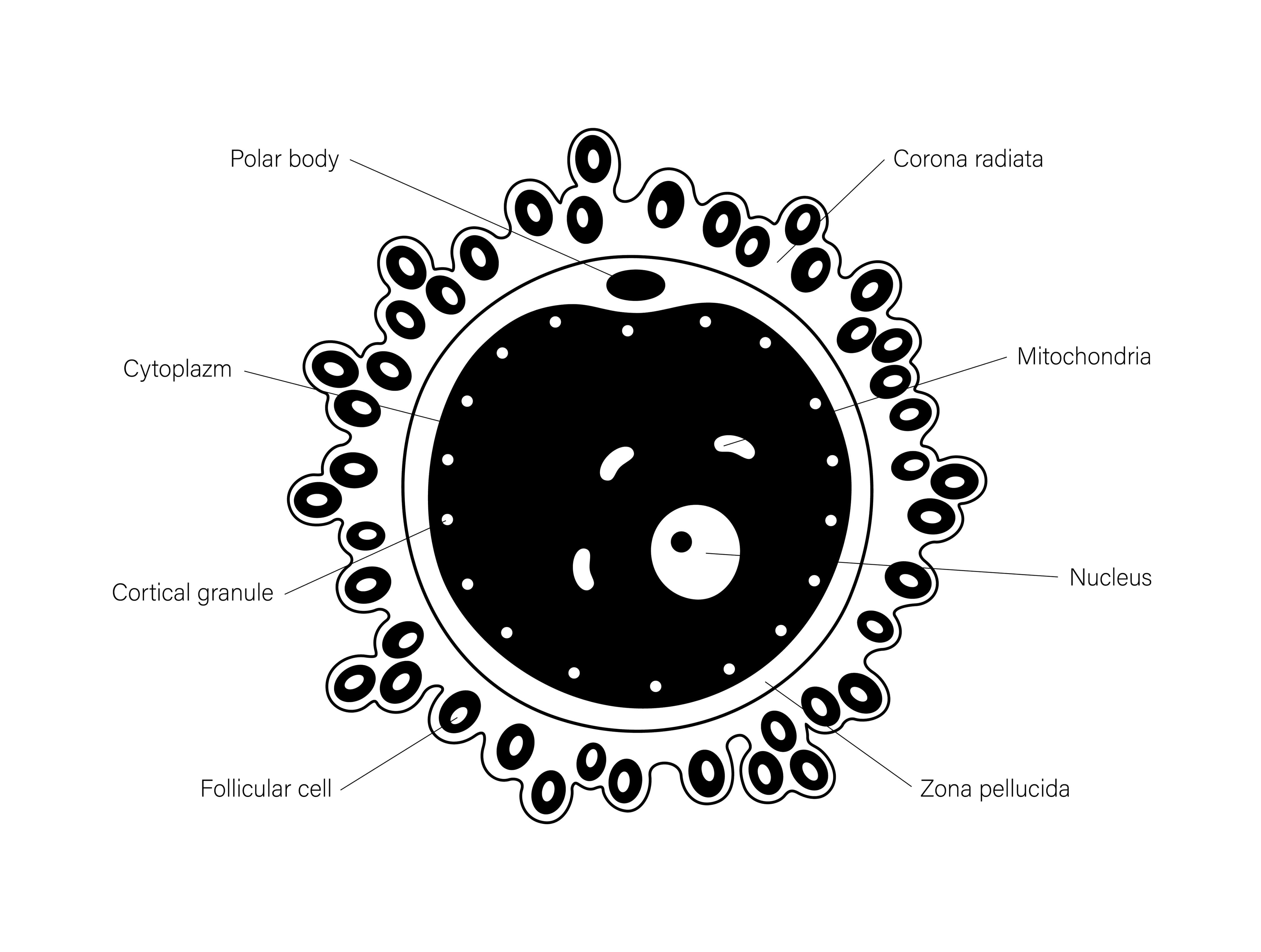 Follicles vs Eggs | Fertilitywise