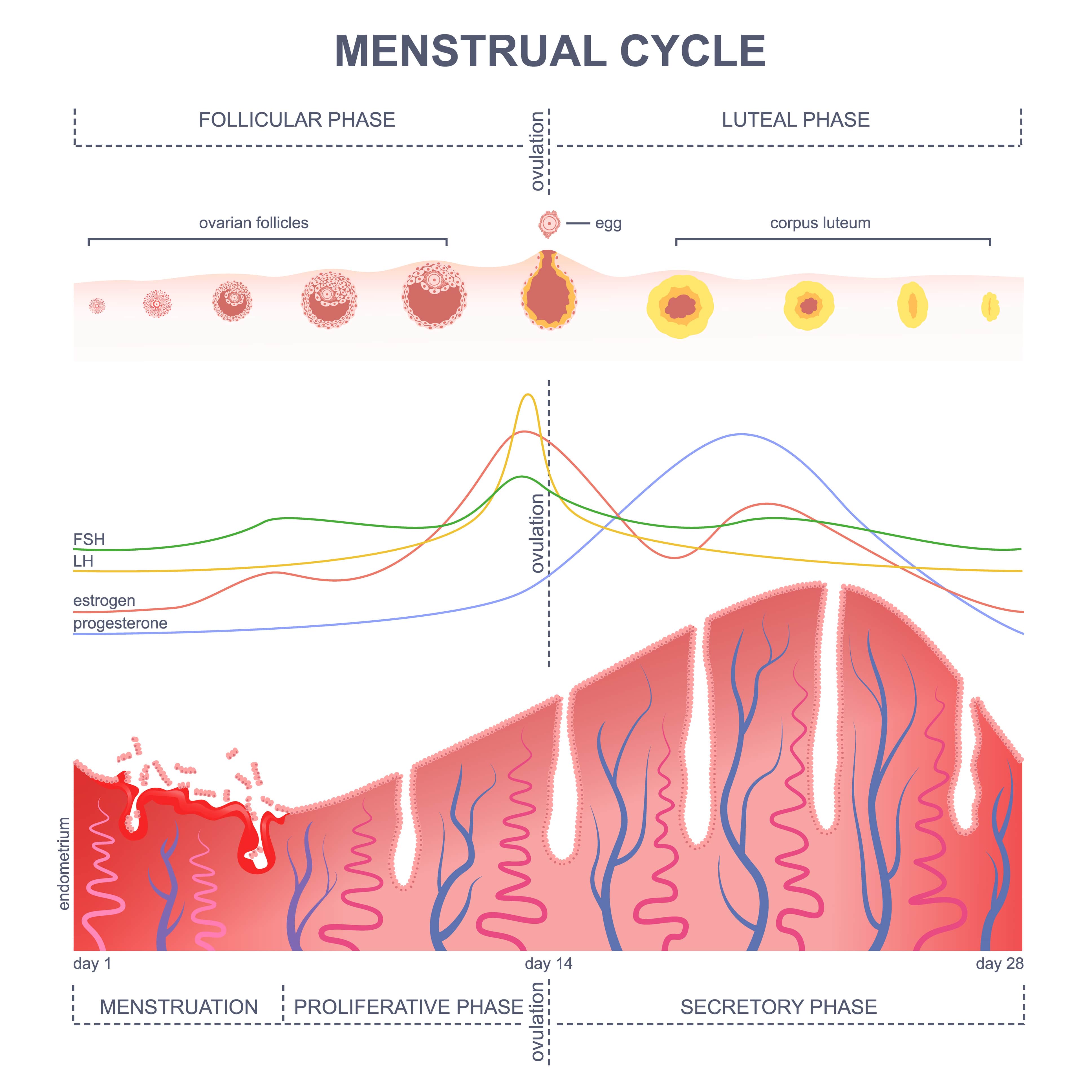 Follicles vs Eggs | Fertilitywise