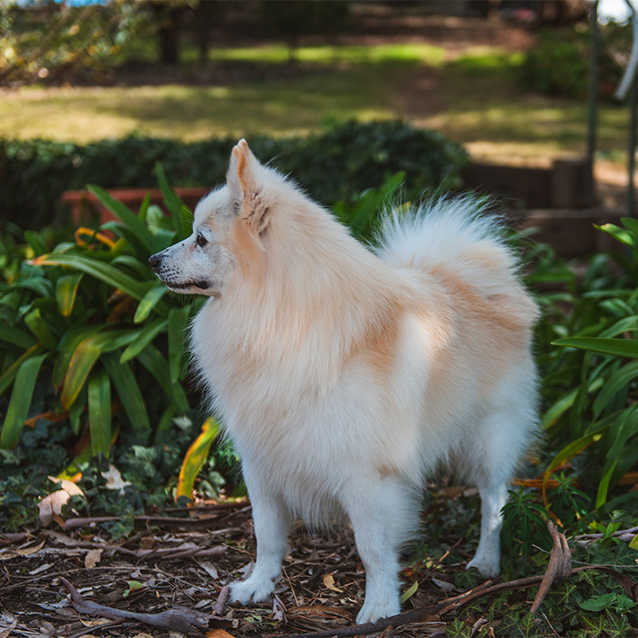 The Boys - Adelaide Klee Kai Spitz | Toy Alaskan Klee Kai, Spitzskies ...