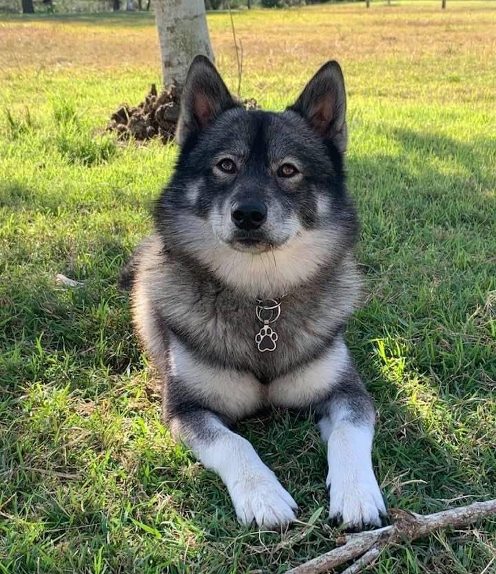 The Boys - Adelaide Klee Kai Spitz | Toy Alaskan Klee Kai, Spitzskies ...