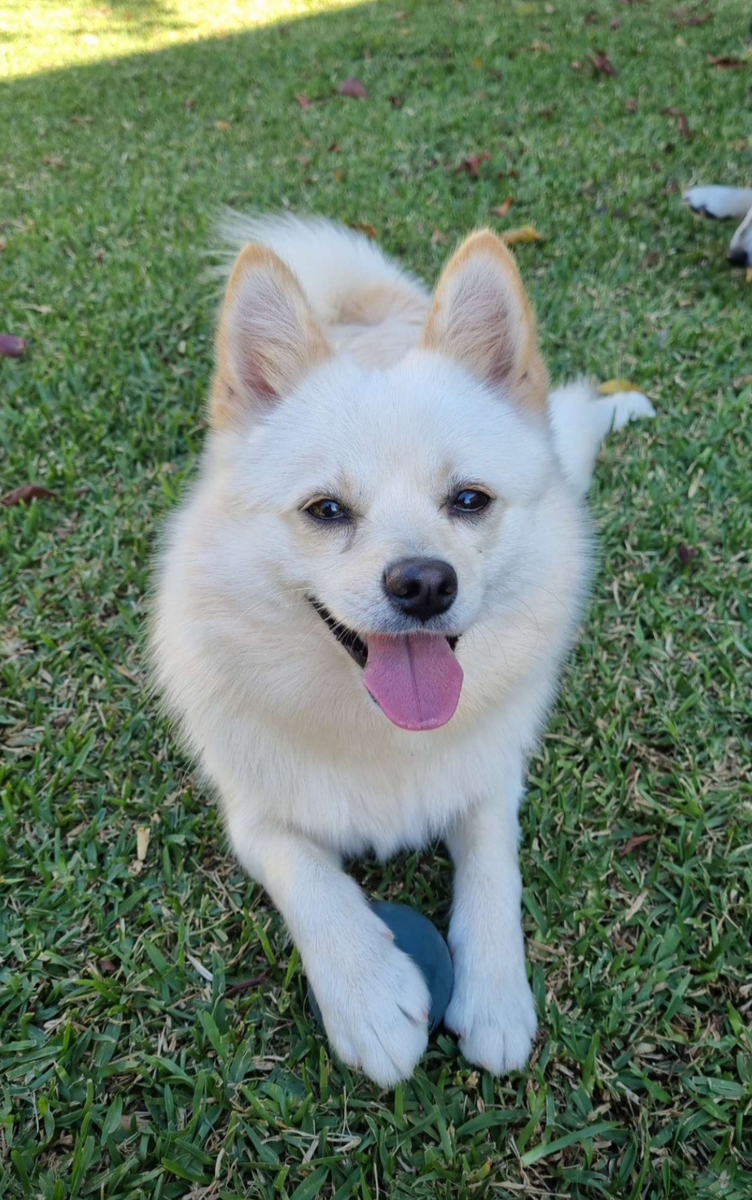 The Girls - Adelaide Klee Kai Spitz | Toy Alaskan Klee Kai, Spitzskies ...