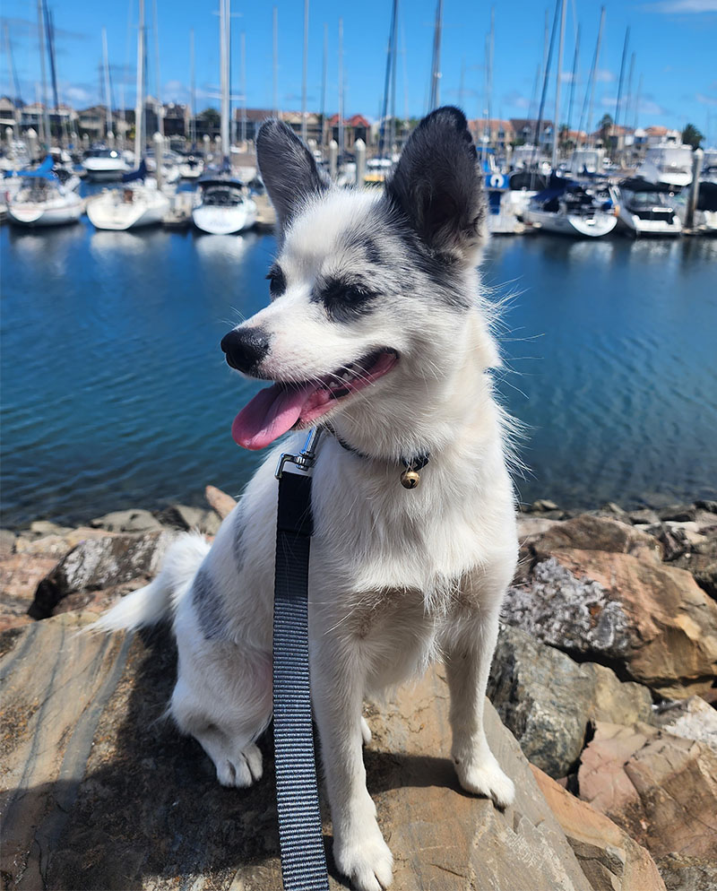 The Girls - Adelaide Klee Kai Spitz | Toy Alaskan Klee Kai, Spitzskies ...