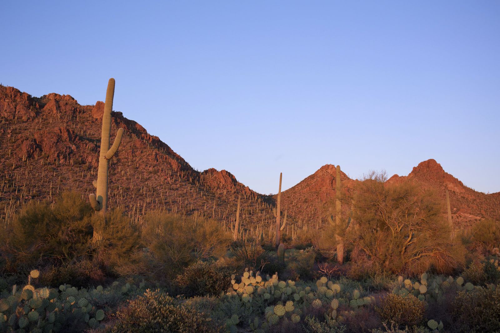 Heavy-Duty Truck Repair | Arizona Fleet Service