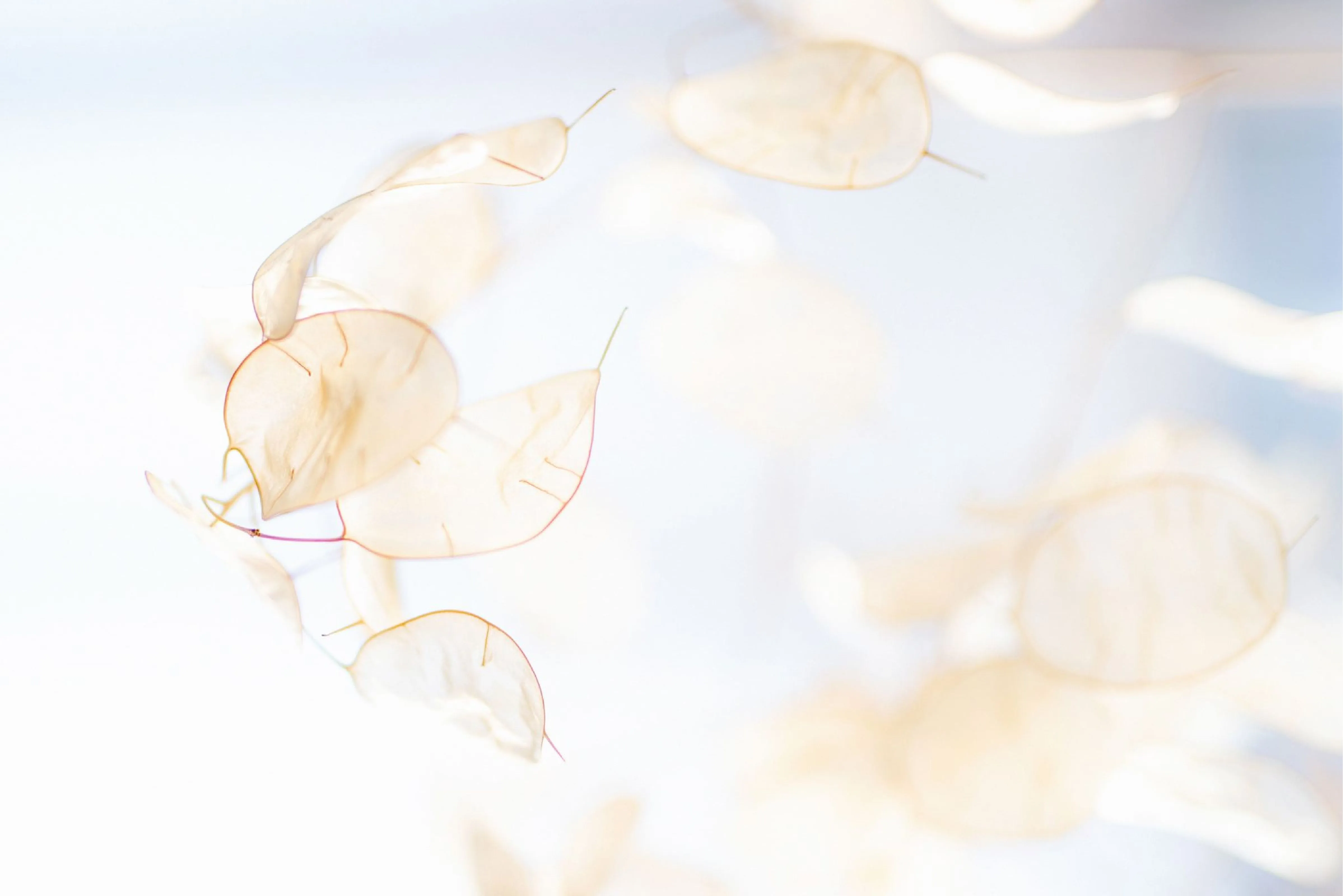 Orthodontist in Silver Spring, MD – Spa Orthodontics