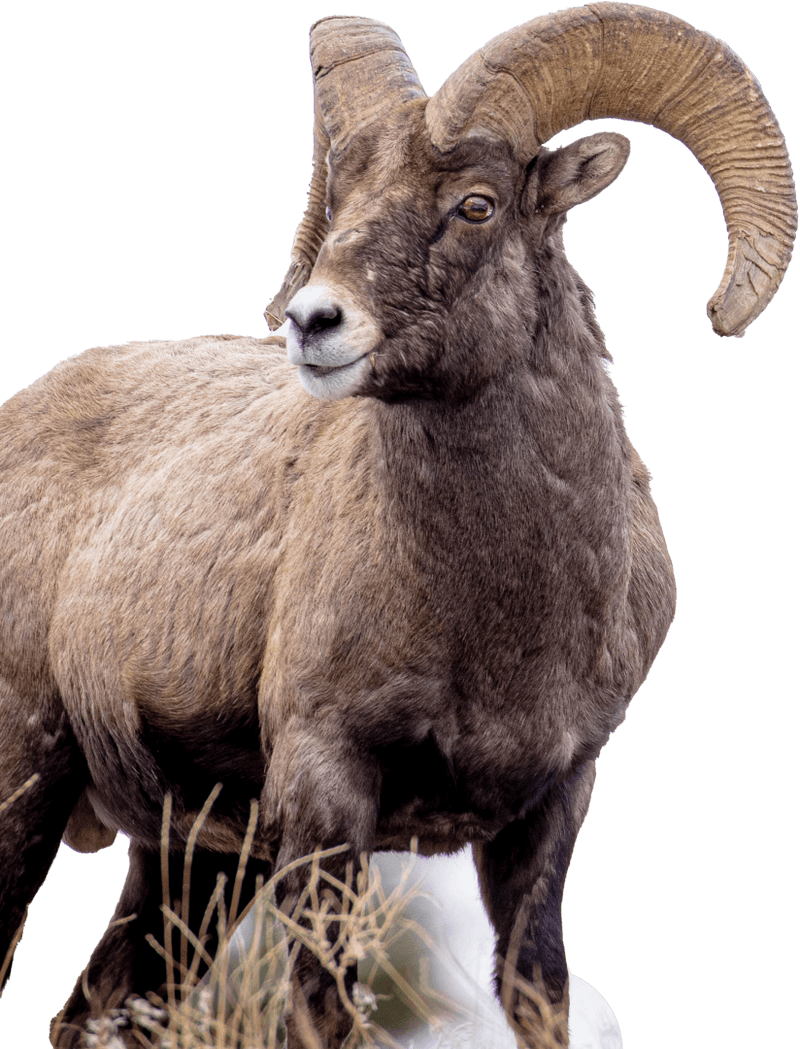 Cody Wild | Outdoor Adventures in Wyoming | Cody Yellowstone