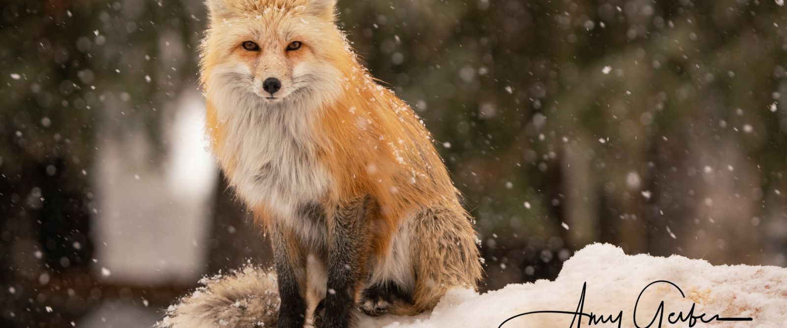 Cody Wild | Outdoor Adventures in Wyoming | Cody Yellowstone