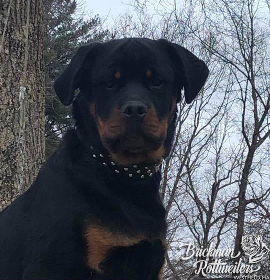 Brickman Rottweilers Dog and Puppy Gallery | Westfield, MA