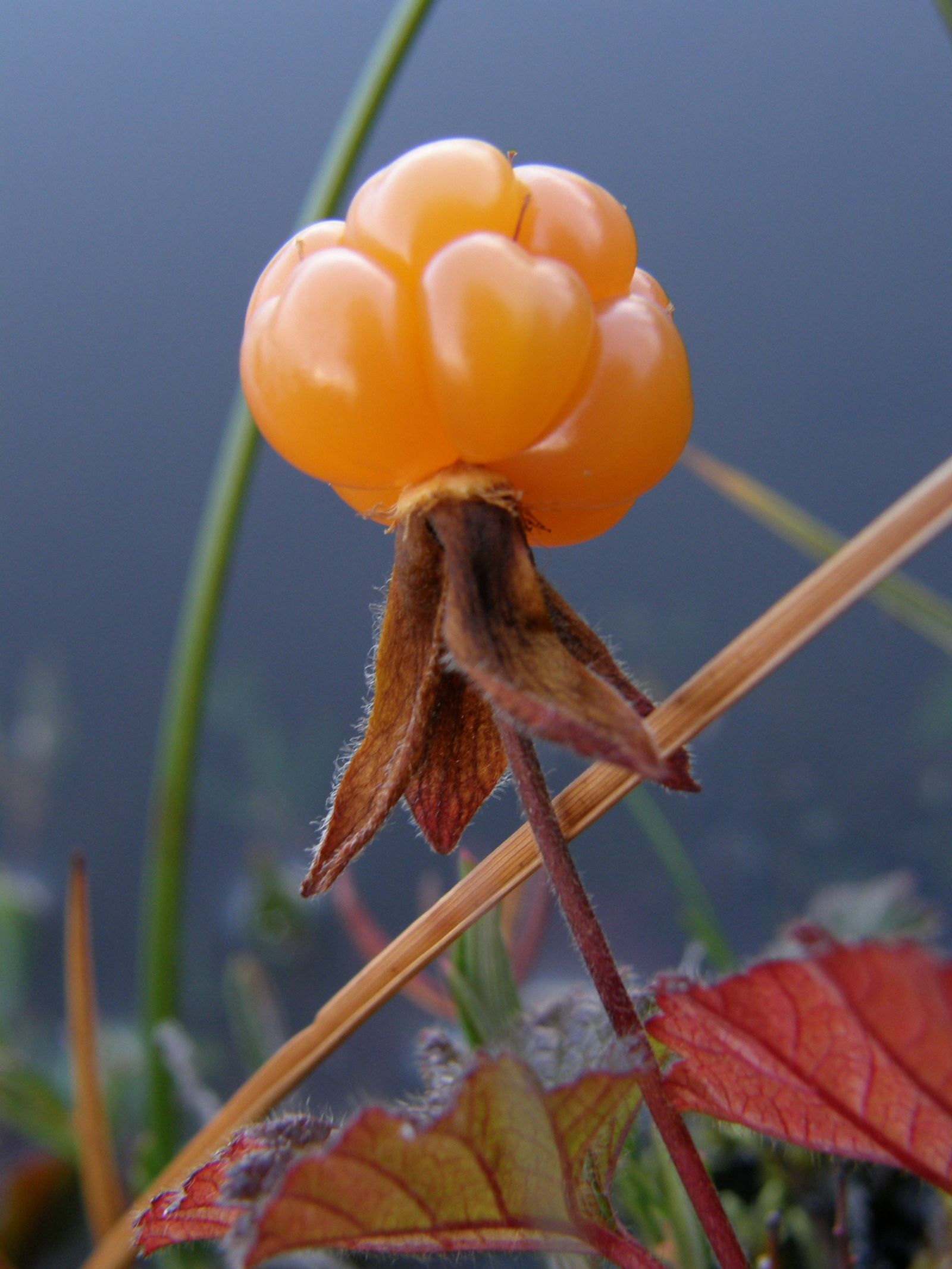 Summer – Trolltunga Hotel