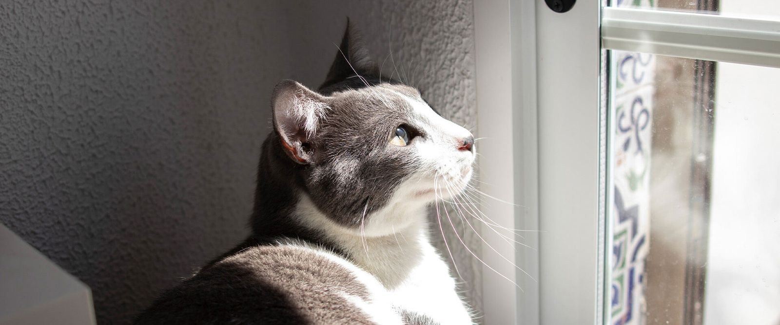 Perineal Urethrostomy in Cats | Nova Pets Health Center