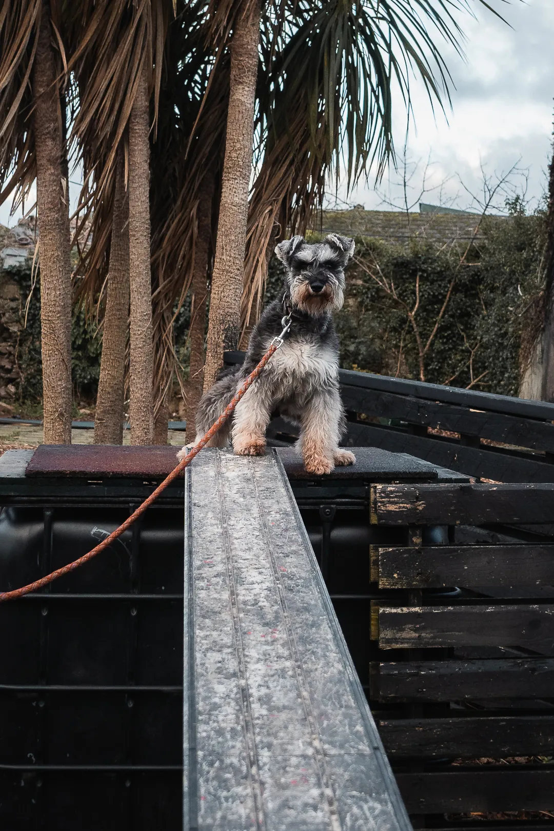 Irish Working Dog College - Dog training and Kennels Cork