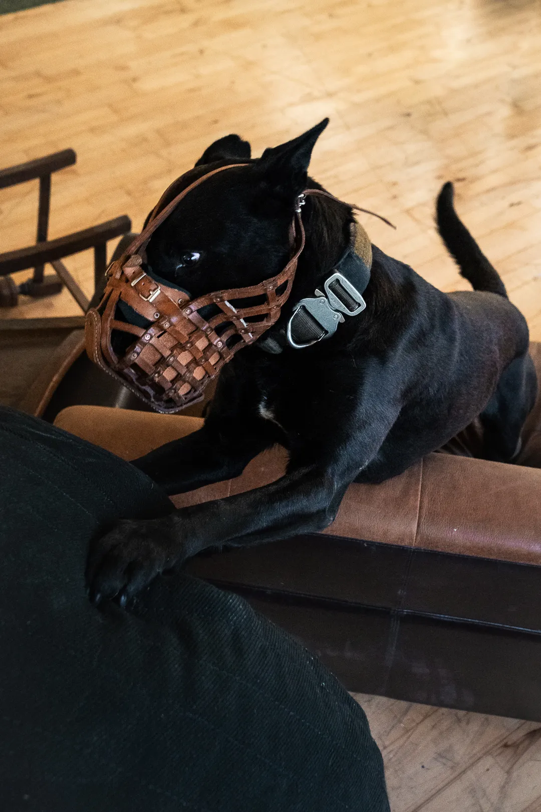 Irish Working Dog College - Dog training and Kennels Cork