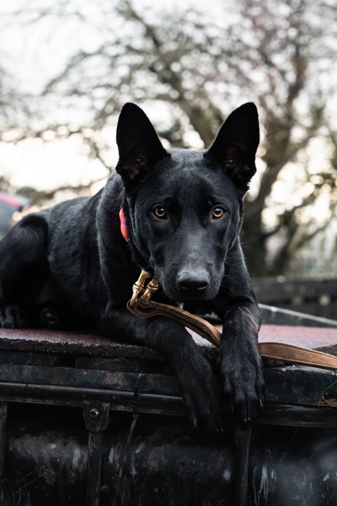 Irish Working Dog College - Dog training and Kennels Cork