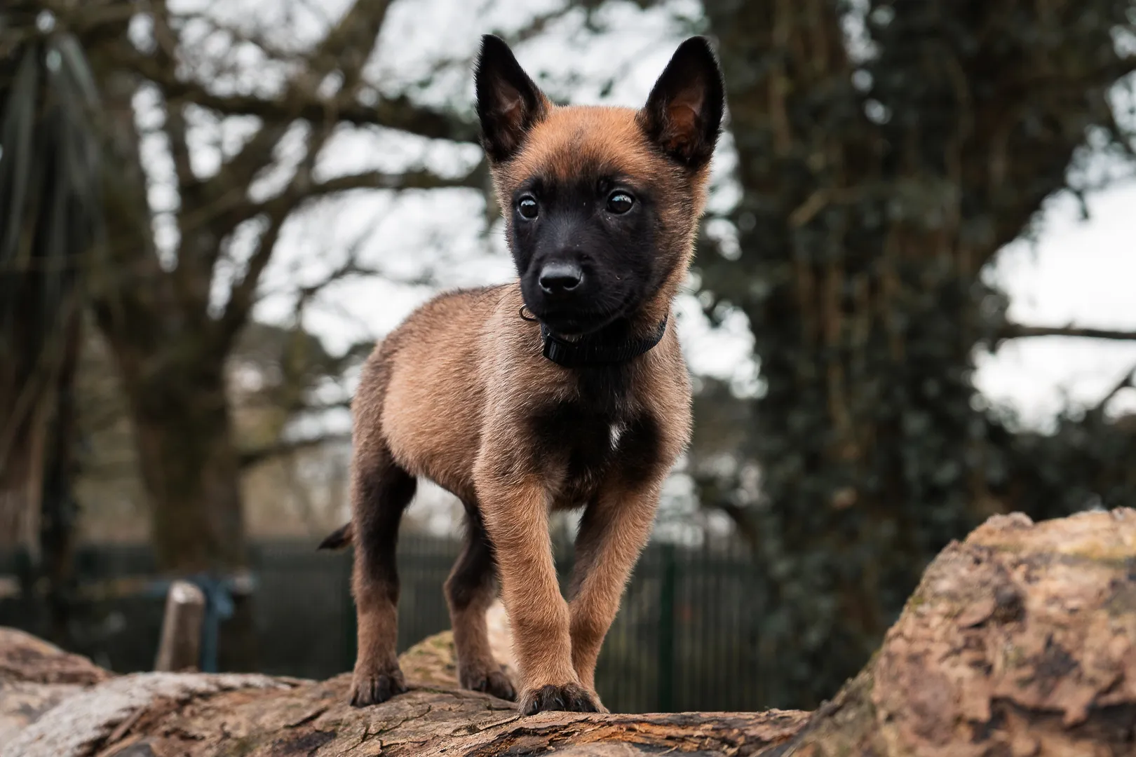 Irish Working Dog College - Dog training and Kennels Cork
