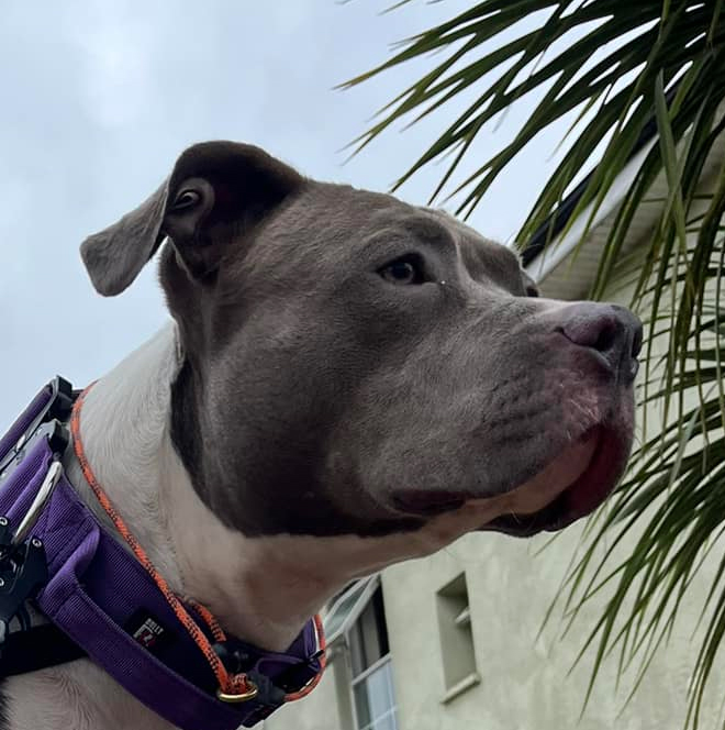 Irish Working Dog College - Dog training and Kennels Cork