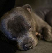 Irish Working Dog College - Dog training and Kennels Cork