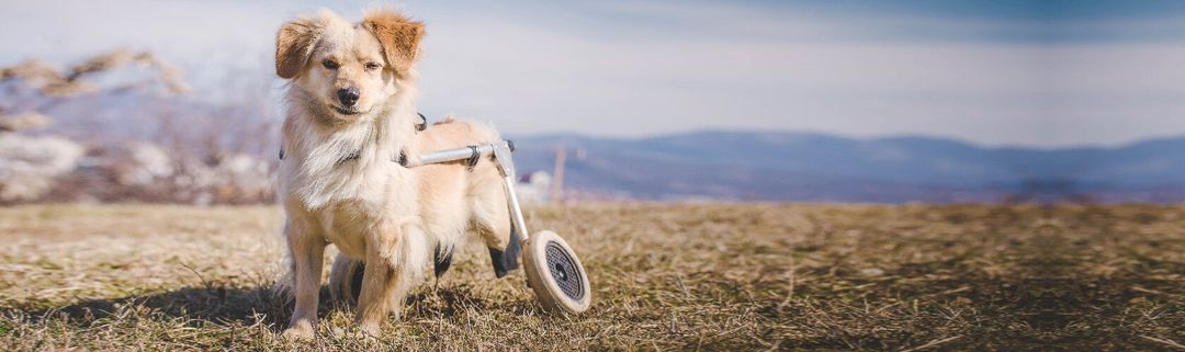 Handicap-Hunde