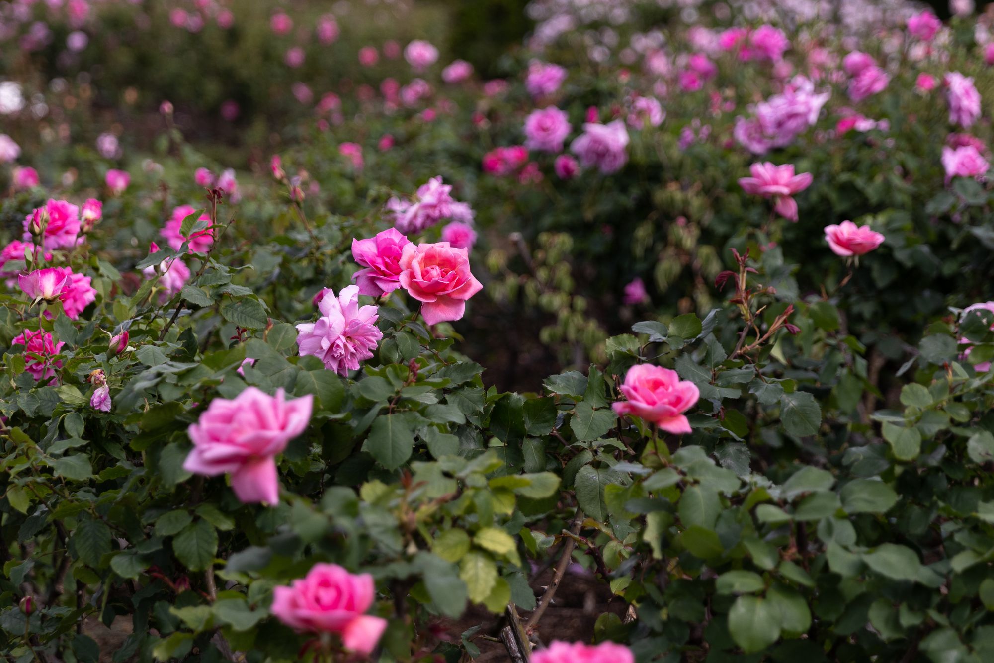 Rose Garden
