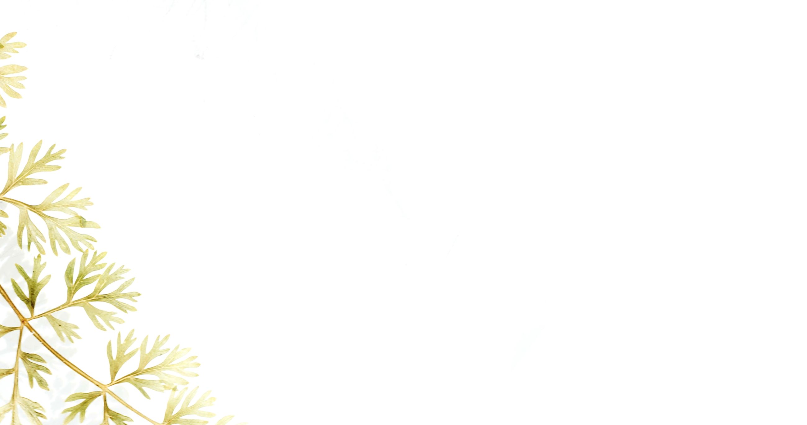 Therapy Services | Melissa Bennett-Heinz