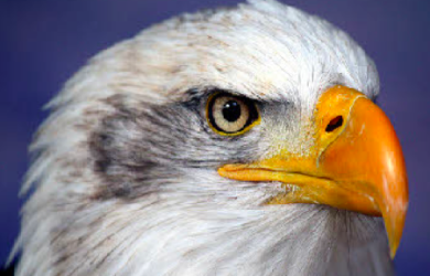 Bird Vision | Tauranga Eye Care | Optometrist Tauranga | Eye Clinic