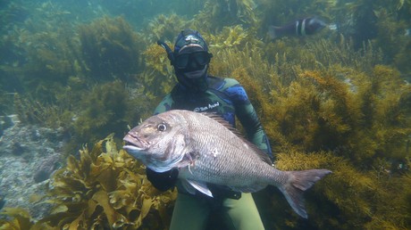 Getting into spearfishing - A beginner's guide - NZ Fishing World