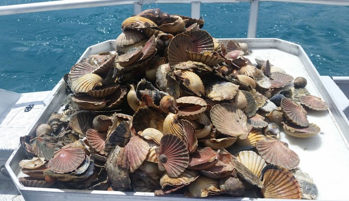 Nelson Bay, the snapper capital - NZ Fishing World