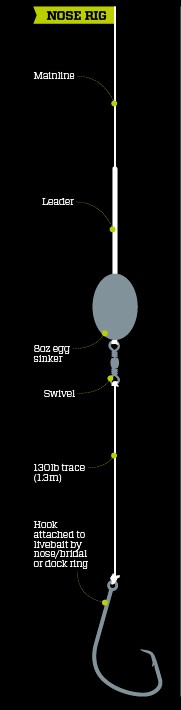 It's better alive part 2 - An expert's guide to livebaiting - NZ ...