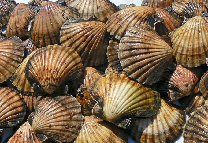 Scallop days are here again - NZ Fishing World